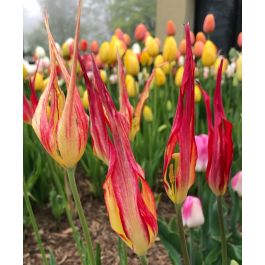 Tulipa acuminata | John Scheepers Beauty from Bulbs