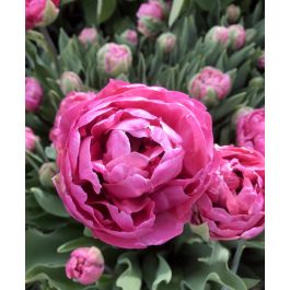 Tulip Amazing Grace | John Scheepers Beauty from Bulbs