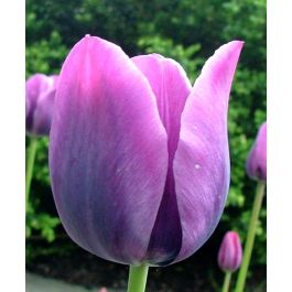 Tulip Bleu Aimable