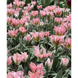 Tulip China Town | John Scheepers Beauty from Bulbs