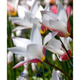 Tulipa clusiana Lady Jane | John Scheepers Beauty from Bulbs
