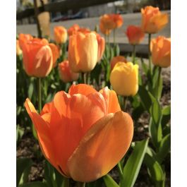 Tulip Daydream | John Scheepers Beauty from Bulbs