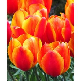 Tulip Flair | John Scheepers Beauty from Bulbs