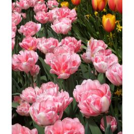 Tulip Foxtrot | John Scheepers Beauty from Bulbs