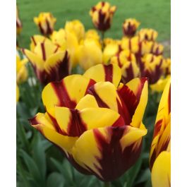 Tulip Helmar | John Scheepers Beauty from Bulbs