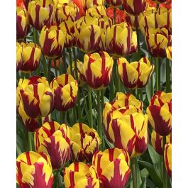 Tulip Helmar | John Scheepers Beauty from Bulbs