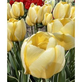 Tulip Jaap Groot