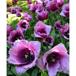 Tulip Louvre | John Scheepers Beauty from Bulbs