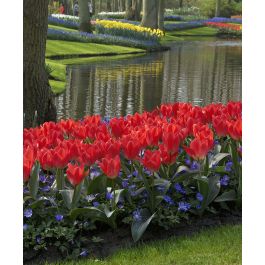 Tulip Red Emperor | John Scheepers Beauty from Bulbs