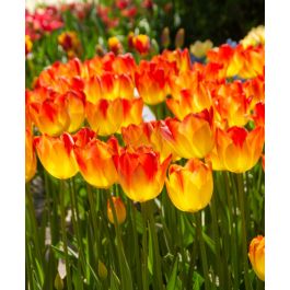 Tulip Suncatcher | John Scheepers Beauty from Bulbs