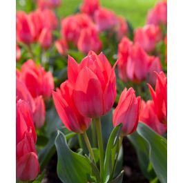 Tulip Toronto | John Scheepers Beauty from Bulbs