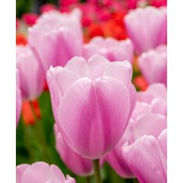 Tulip Argos | John Scheepers Beauty From Bulbs