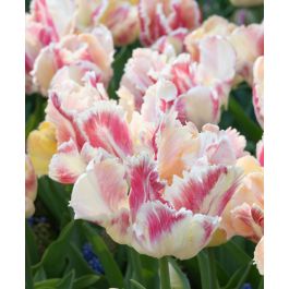 Tulip Blushing Parrot | John Scheepers Beauty From Bulbs