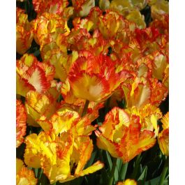 Parrot Tulip Caribbean Parrot | John Scheepers Beauty from Bulbs