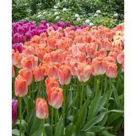 Giant Darwin Hybrid Tulip Coral Pride | John Scheepers Beauty from Bulbs