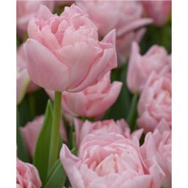 Tulip Dreamer | John Scheepers Beauty From Bulbs
