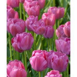 Giant Darwin Hybrid Tulip Purple Pride | John Scheepers Beauty from Bulbs