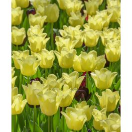 Single Late Tulip World Friendship