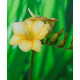 Freesia Maya (Single)