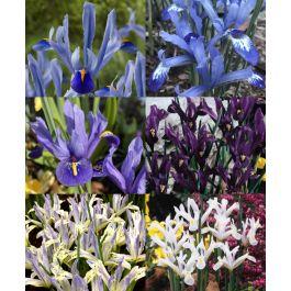 The Shades-of-Blue Iris reticulata Mixture | John Scheepers Beauty from ...