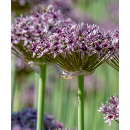 Allium atropurpureum Starlight | John Scheepers Beauty From Bulbs