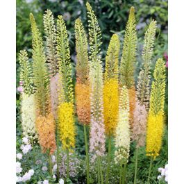 Eremurus ruiter-Hybrid Mixture | John Scheepers Beauty from Bulbs