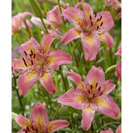 Asiatic Lily Fancy Dance | John Scheepers Beauty From Bulbs