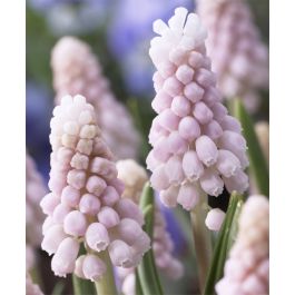 Muscari Pink Sunrise