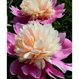 Peony Lady Liberty | John Scheepers Beauty from Bulbs