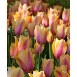 Tulip Blushing Lady