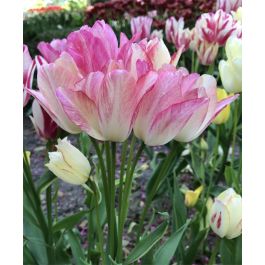 Tulip Candy Club