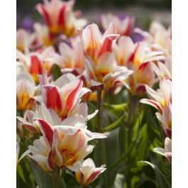 Tulip Floresta | John Scheepers Beauty from Bulbs