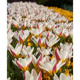 Tulip The First | John Scheepers Beauty from Bulbs