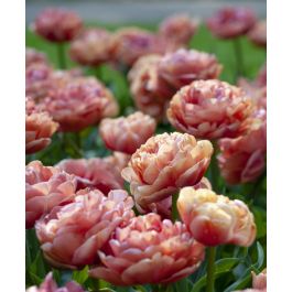 Peony Flowering Tulip Copper Image | John Scheepers Beauty from Bulbs