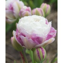 Tulip Double Surprise | John Scheepers Beauty From Bulbs