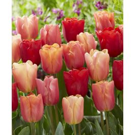 The Triumph Tulip Jimmy Mixture | John Scheepers Beauty From Bulbs