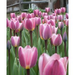 Tulip Light & Dreamy | John Scheepers Beauty From Bulbs