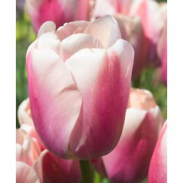 Tulip Royal Pride | John Scheepers Beauty From Bulbs