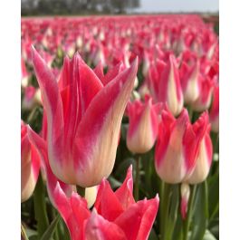 Lily Flowering Tulip Strawberry Romanoff | John Scheepers Beauty From Bulbs