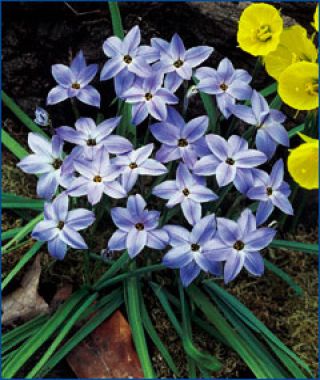 Ipheion uniflorum | John Scheepers Beauty from Bulbs