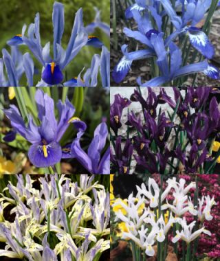 Rock Garden Iris | John Scheepers Beauty from Bulbs