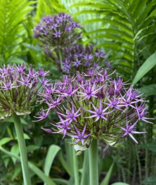 Allium | John Scheepers Beauty from Bulbs