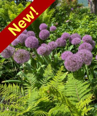 Allium | John Scheepers Beauty from Bulbs