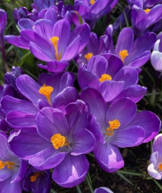 Dutch Large Flowering Crocus | John Scheepers Beauty from Bulbs