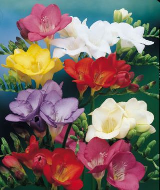 Freesias | John Scheepers Beauty from Bulbs