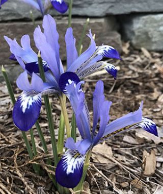 Rock Garden Iris | John Scheepers Beauty from Bulbs