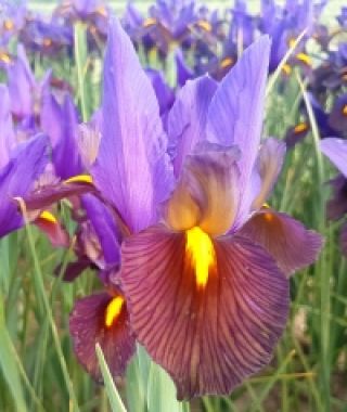 Dutch Iris | John Scheepers Beauty from Bulbs
