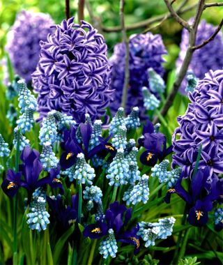 Rock Garden Iris | John Scheepers Beauty from Bulbs