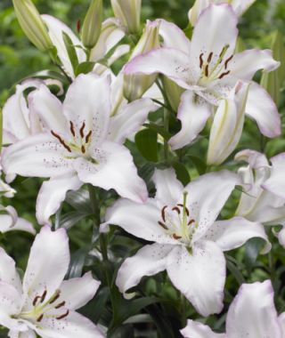 Oriental Lilies | John Scheepers Beauty from Bulbs