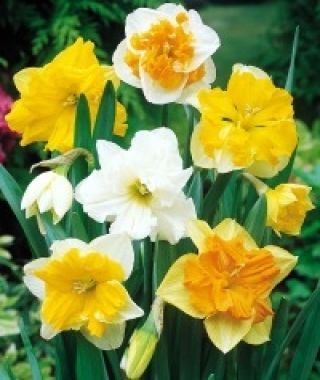 Naturalizing Narcissus Mixtures | John Scheepers Beauty from Bulbs